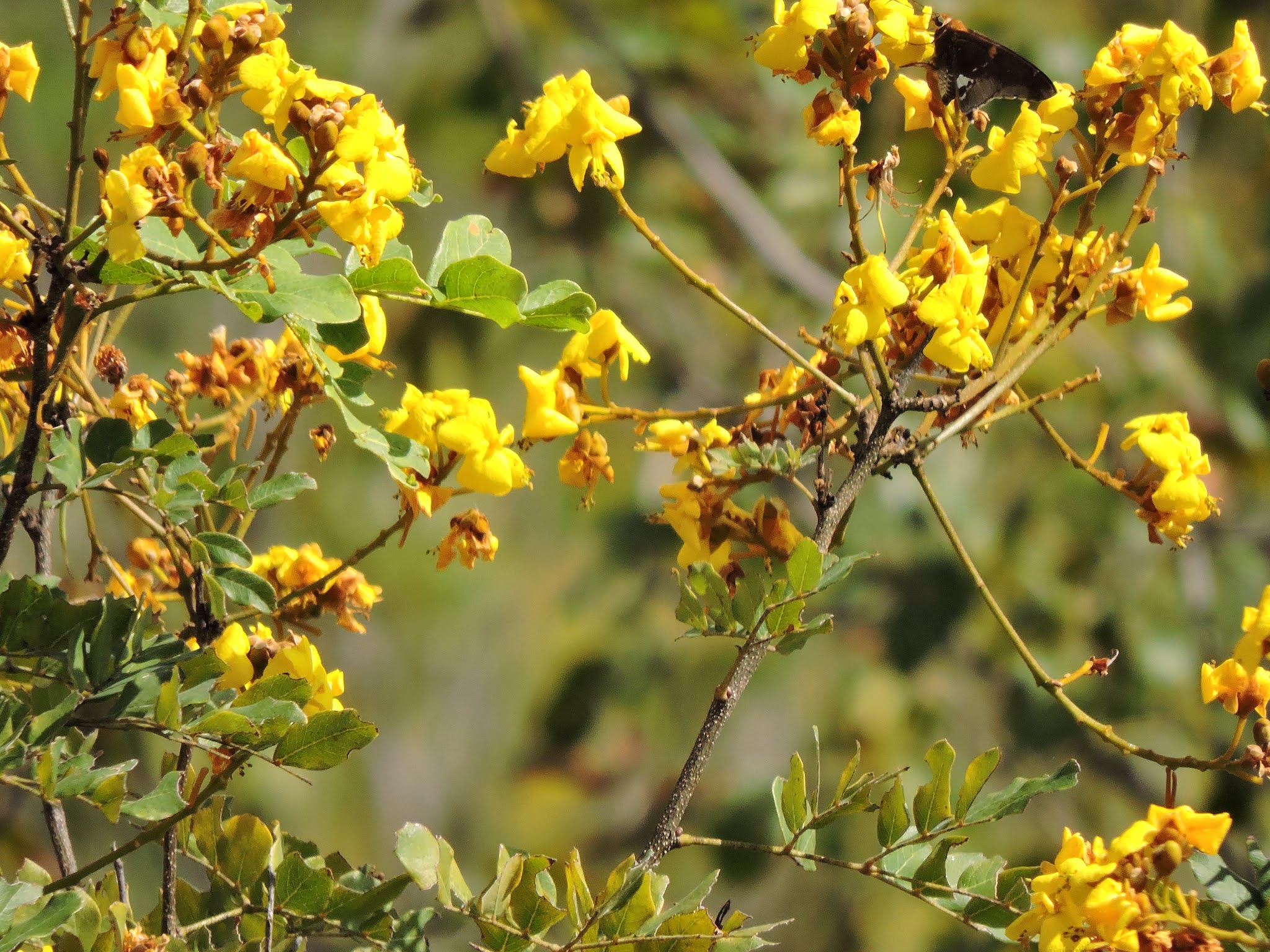 Fabaceae - Leguminosae no Brasil: Fabaceae - Cenostigma bracteosum (Tul ...