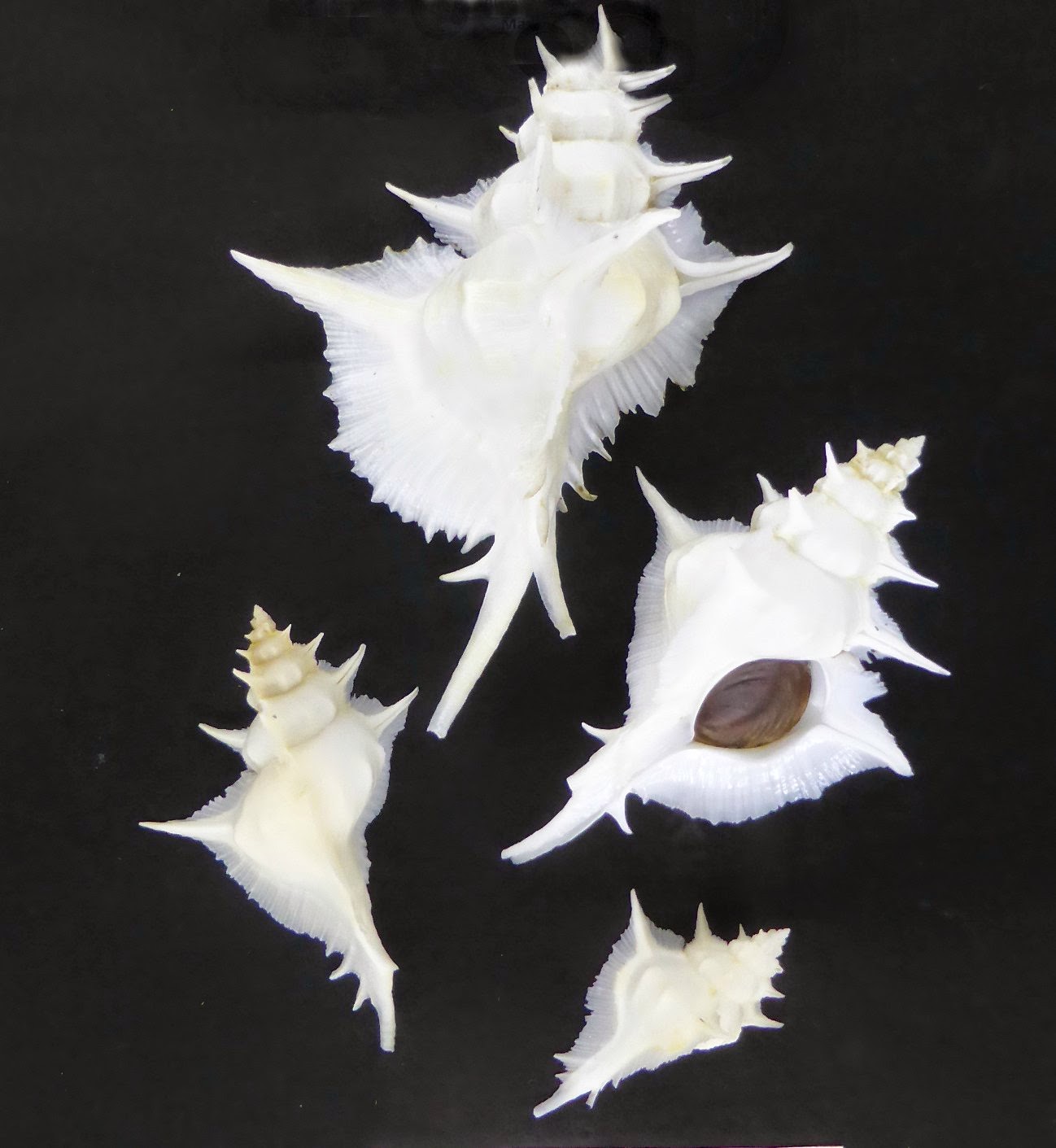 My Sweet Mauritius: THE WORLD OF SEASHELLS