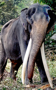 Kandaudarata dalada perahara