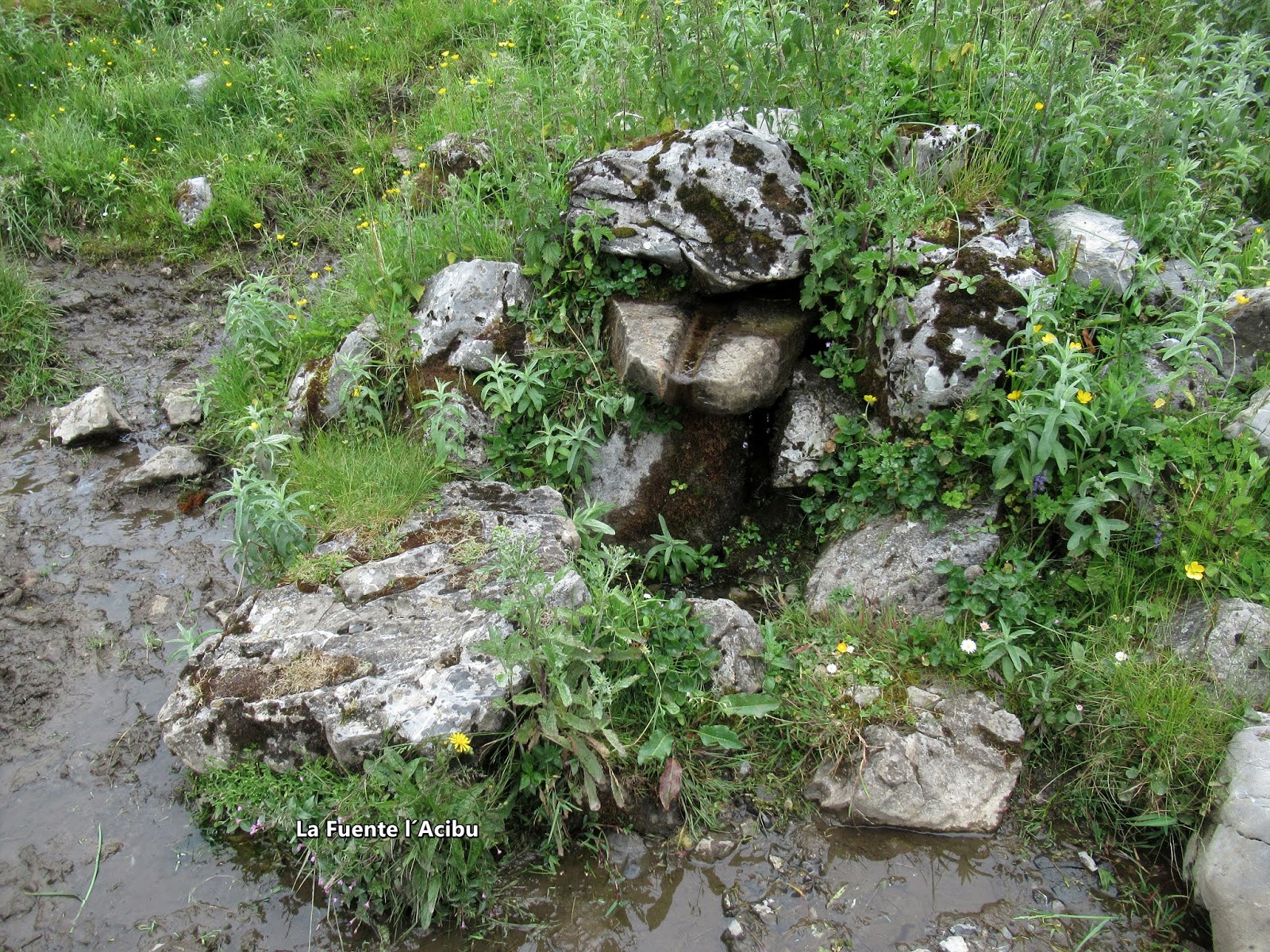 Pindio, pindio: junio 2020