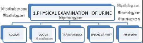 Physical Examination Of Urine | Urinalysis