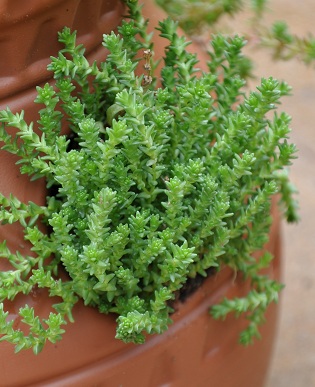 Rebecca's Bird Gardens: Sedum Varieties