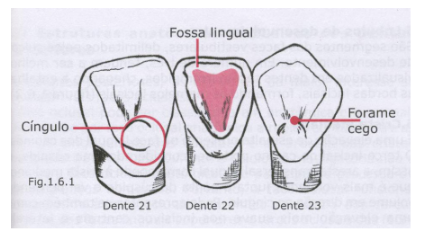 Resumo- Anatomia Buco-Maxilo-Facial