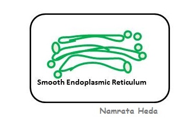 B for Biology: Endoplasmic Reticulum