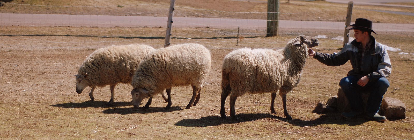 La joie d'apprendre!: .: Des brebis, un berger