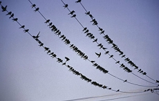 KUUENDA KLASSI BLOGI: Aasta lind 2011- suitsupääsuke