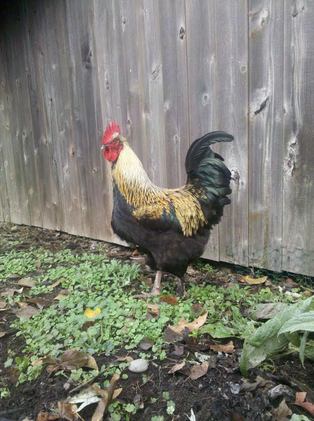 Chicken Crazy in Oregon: Introducing...us!