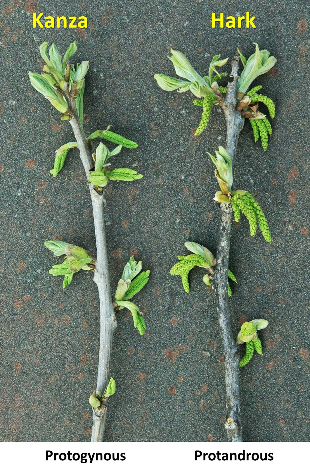 Northern Pecans: Pecan pollination habit revealed at budbreak