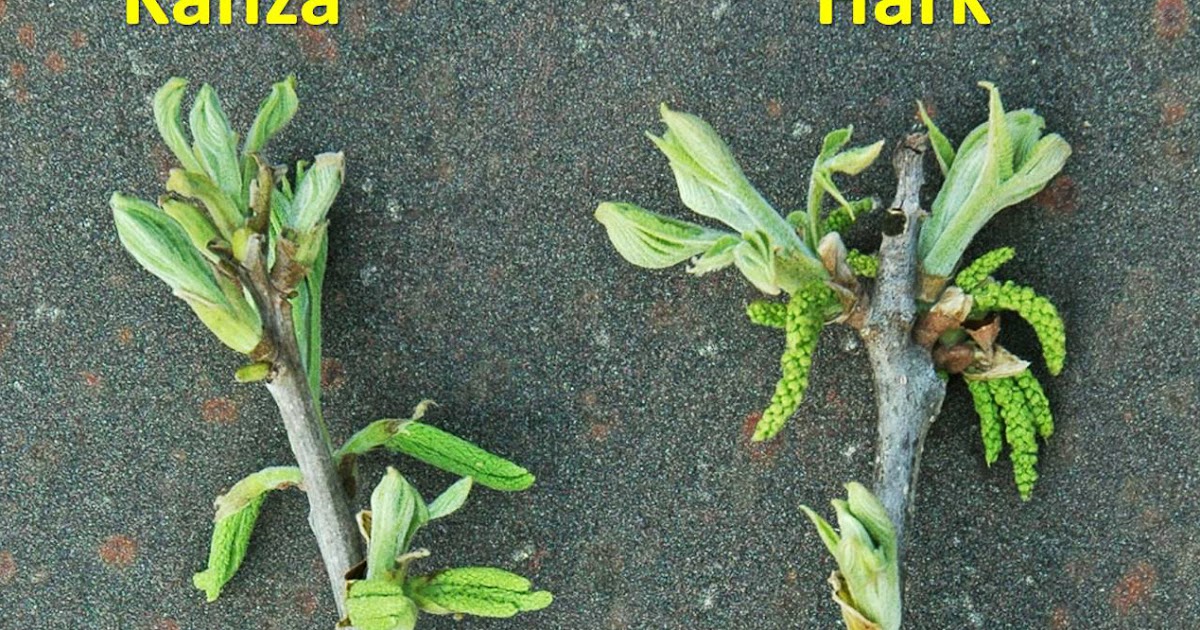 Northern Pecans: Pecan pollination habit revealed at budbreak