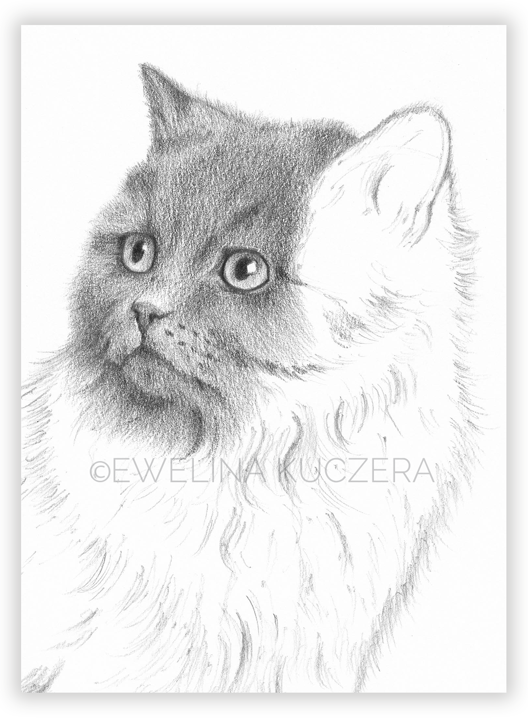 How to draw a cat with graphite pencils - step by step tutorial ...