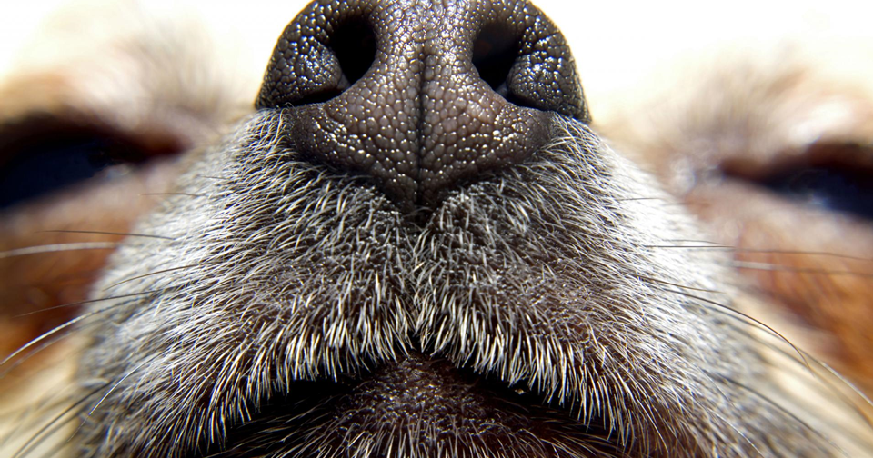 TIPS PARA MASCOTAS: La nariz de los perros. CLÍNICA VETERINARIA DEL BOSQUE