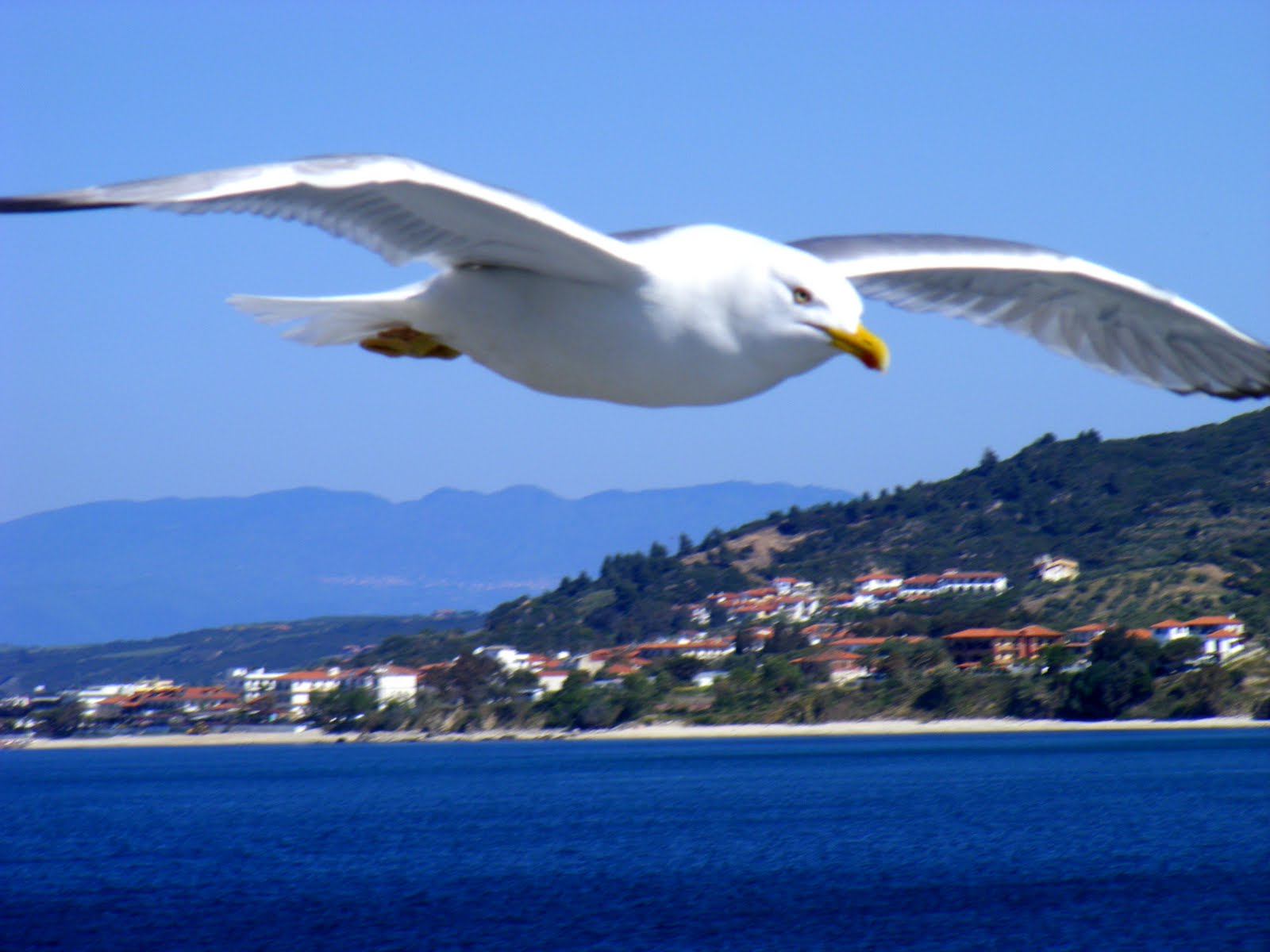 Fotografie: Pescarusi