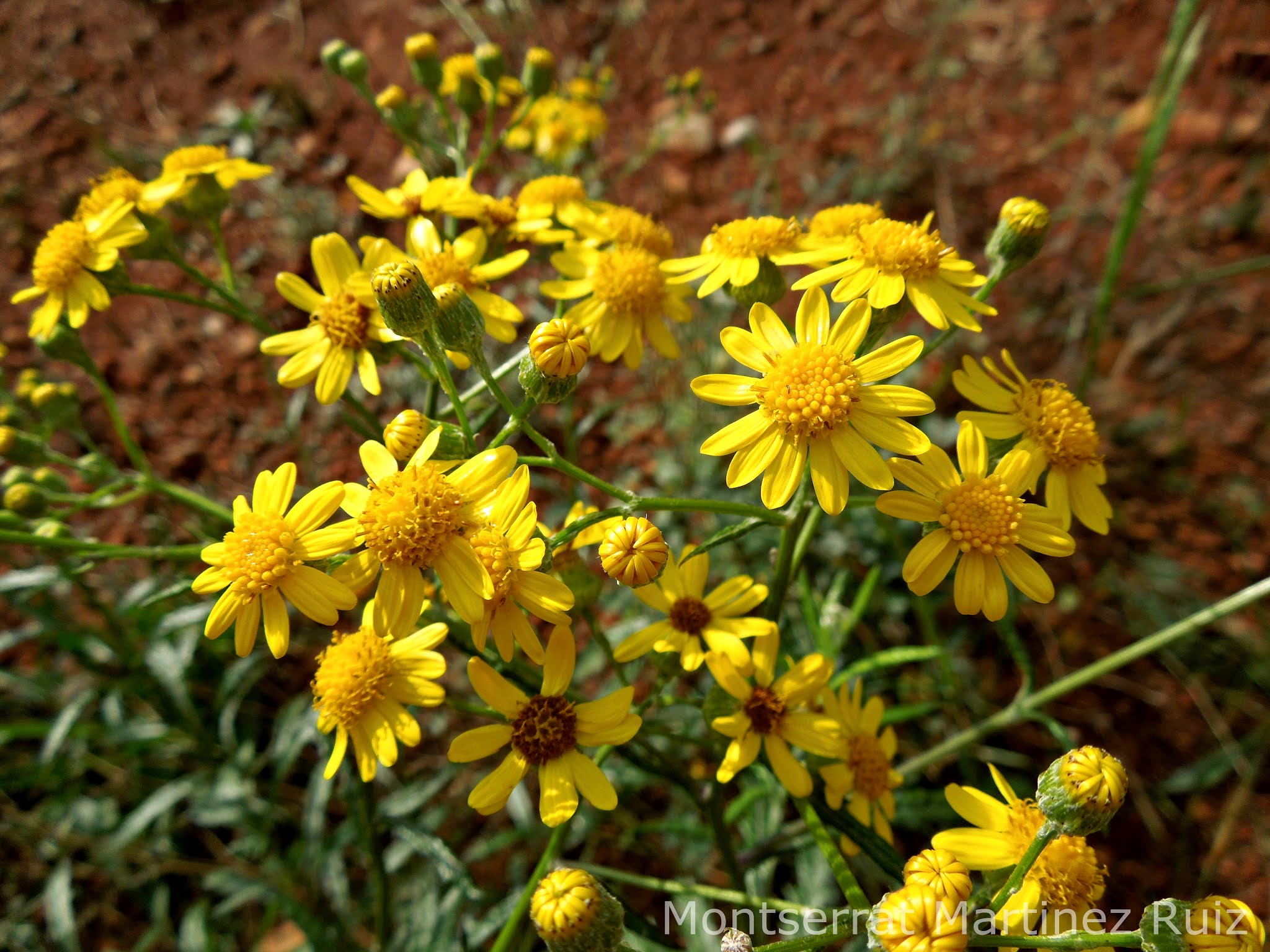 SENECIO, SP - BOTÀNIC SERRAT