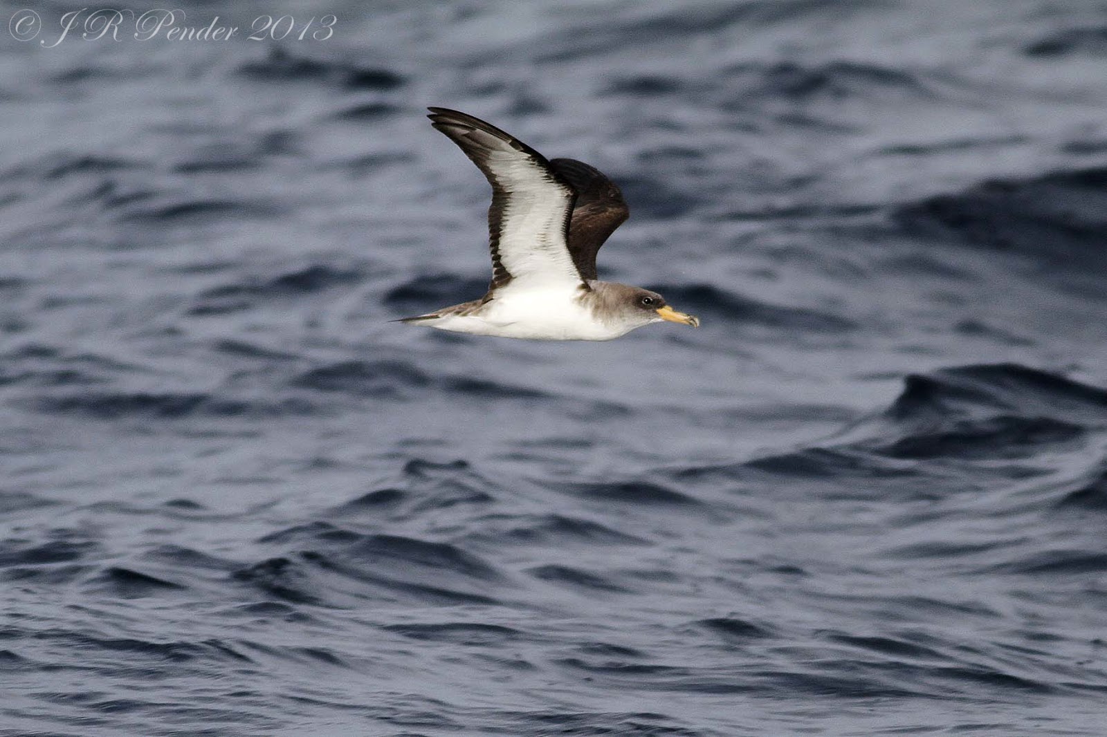 Joe Pender Wildlife Photography: Cory's Shearwater (Calonectris diomedea)