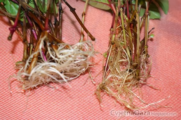 Ožiljene reznice fuksije/Fuchsie | Cvjetna Oaza - Sve o cvijecu