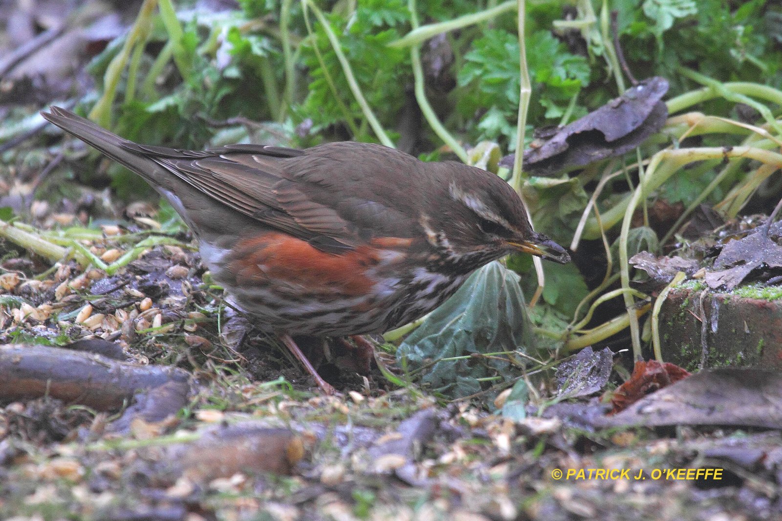 Raw Birds: March 2013