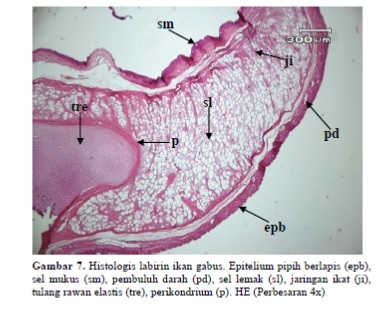 \ Mengenal alat bantu pernafasan ikan, Labirin