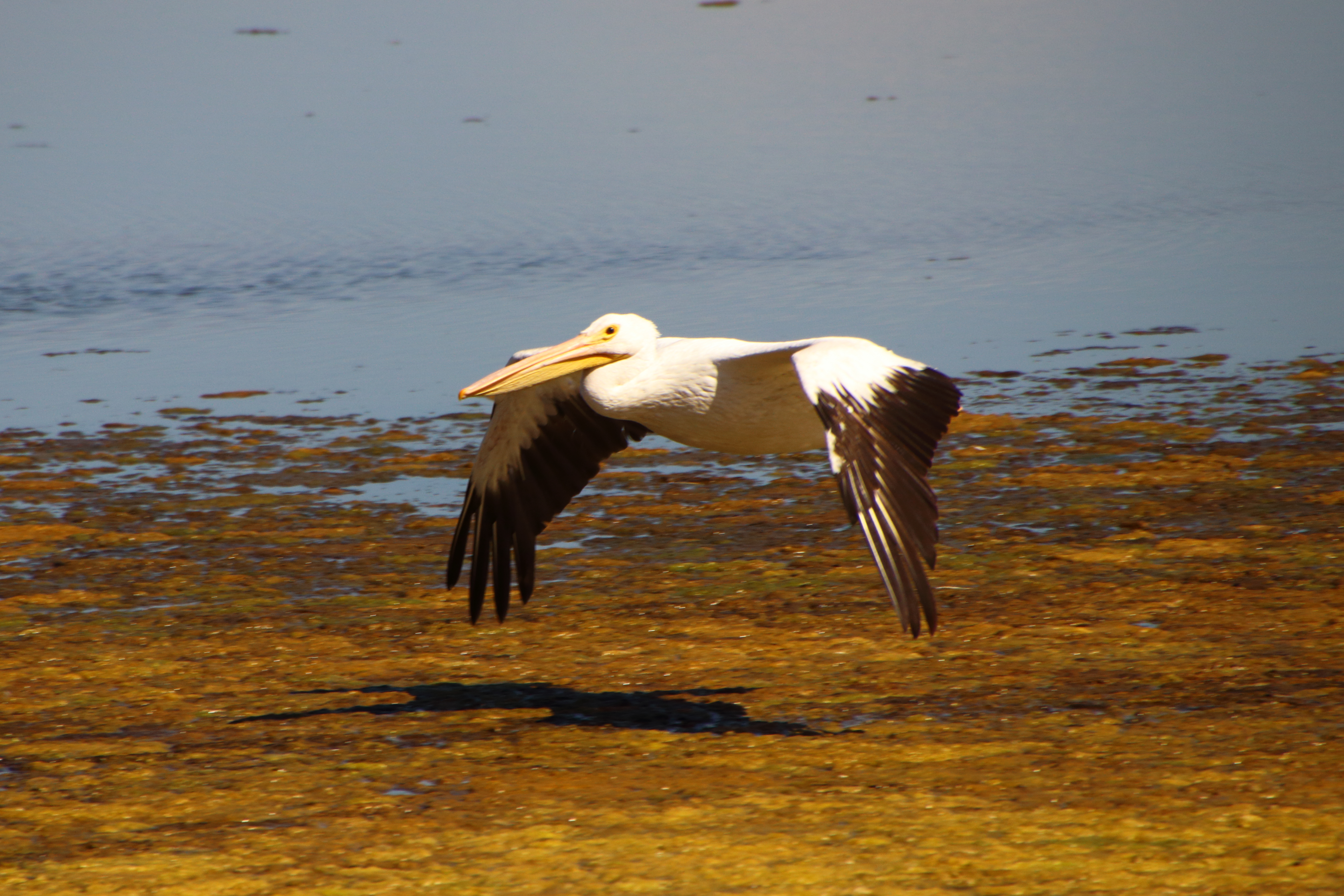 Bay Waterfront Trail
