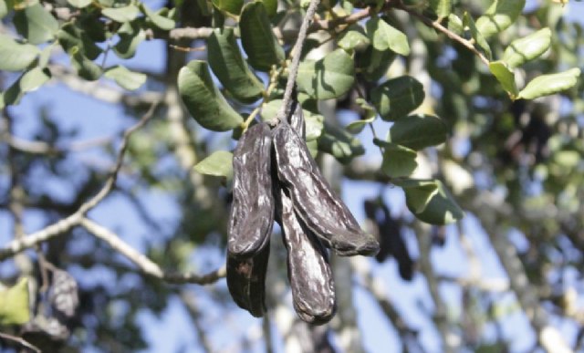 Divulgación Médica y de Salud: Las propiedades multifuncionales del 'D ...