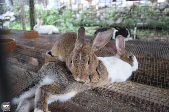 Mini Zoo: Rabbit Fun Land, Lenggeng, Negeri Sembilan