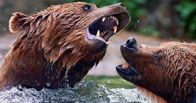 Nature’s Fearless Fighting Machines – Superb Photography | The Ark In Space