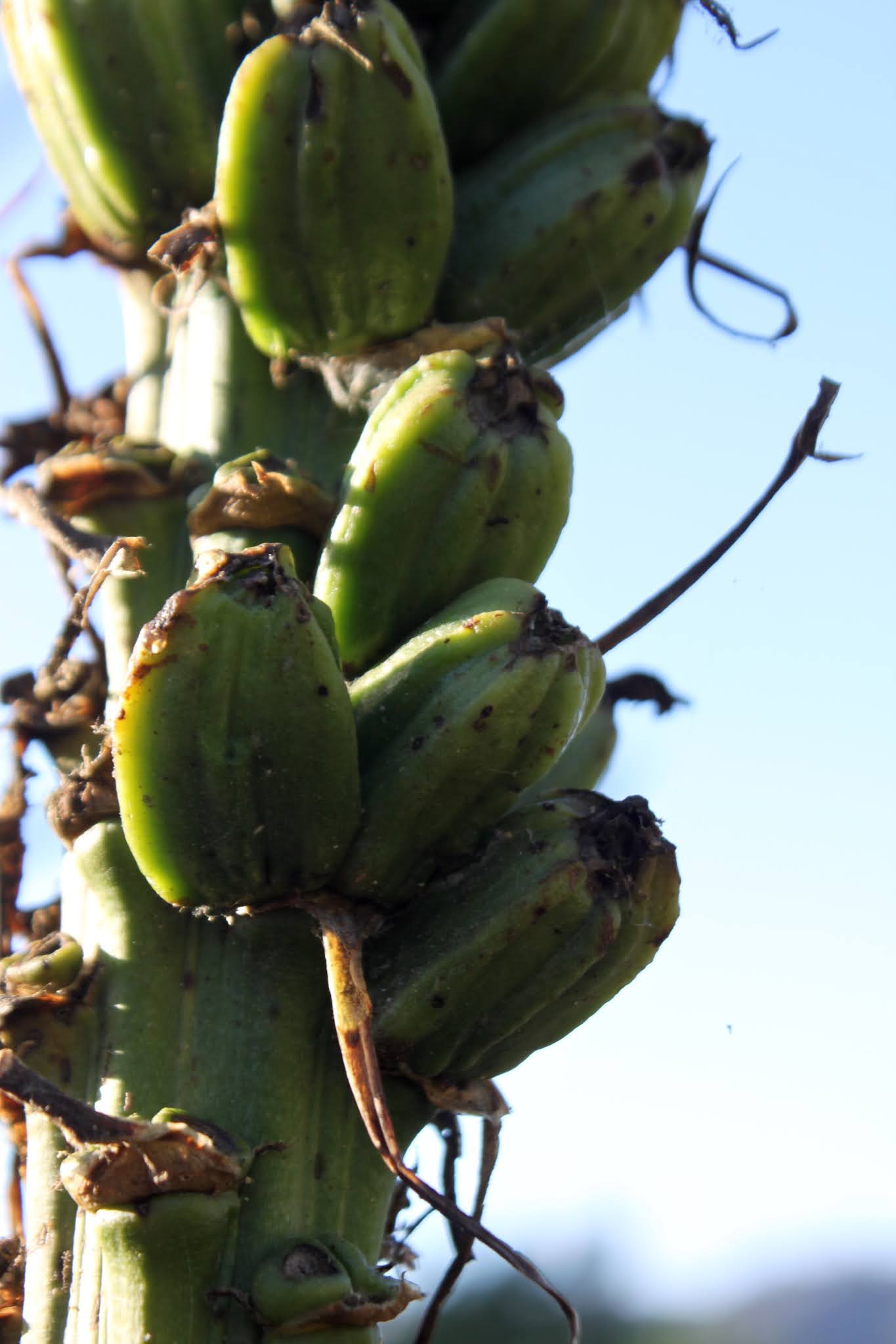 Agave Chiapensis Fruit and Seeds
