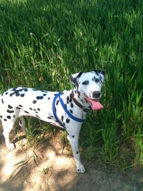 The dalmatian friends ~ Your Special Dog