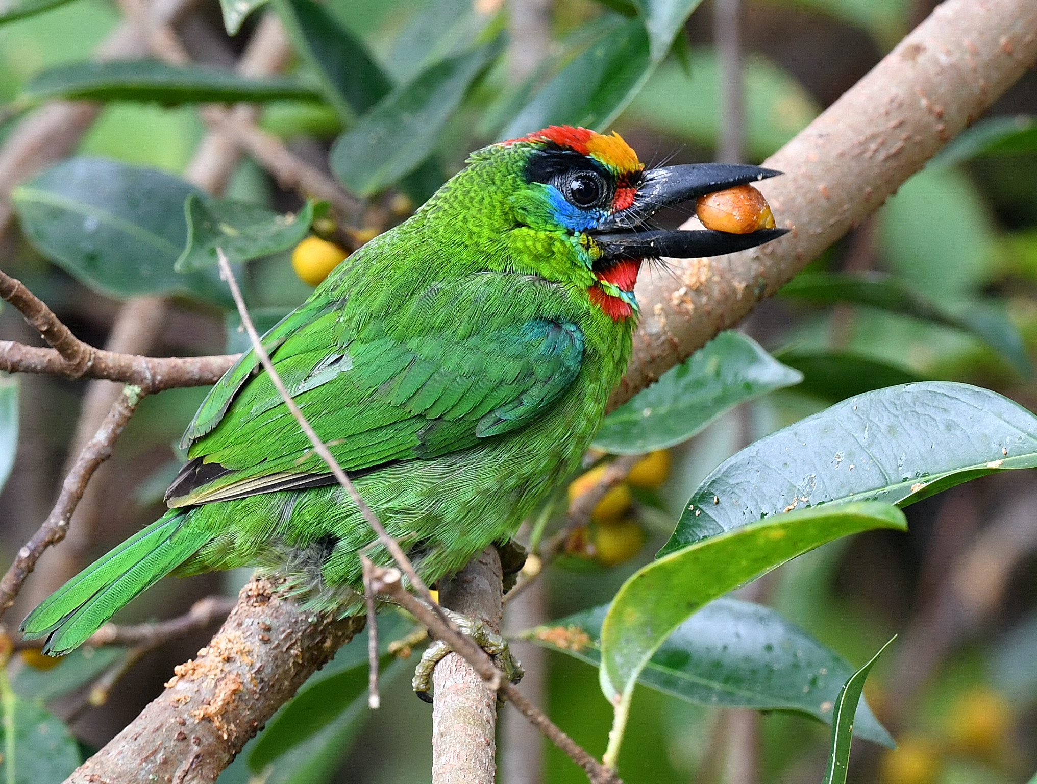 The Life Journey in Photography: Red-throated Barbet @ Berjaya Hill ...