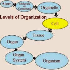 Primary Colours: Cells and levels of organization