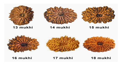 Awal Mula Pohon Jenitri Sampai Ke Indonesia - TUKANG NGETIK