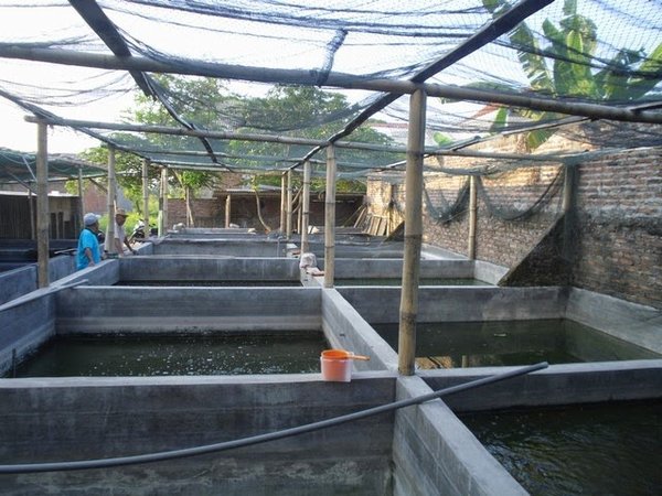 Pembuatan Kolam Ikan Dengan Atap Peneduh Paranet