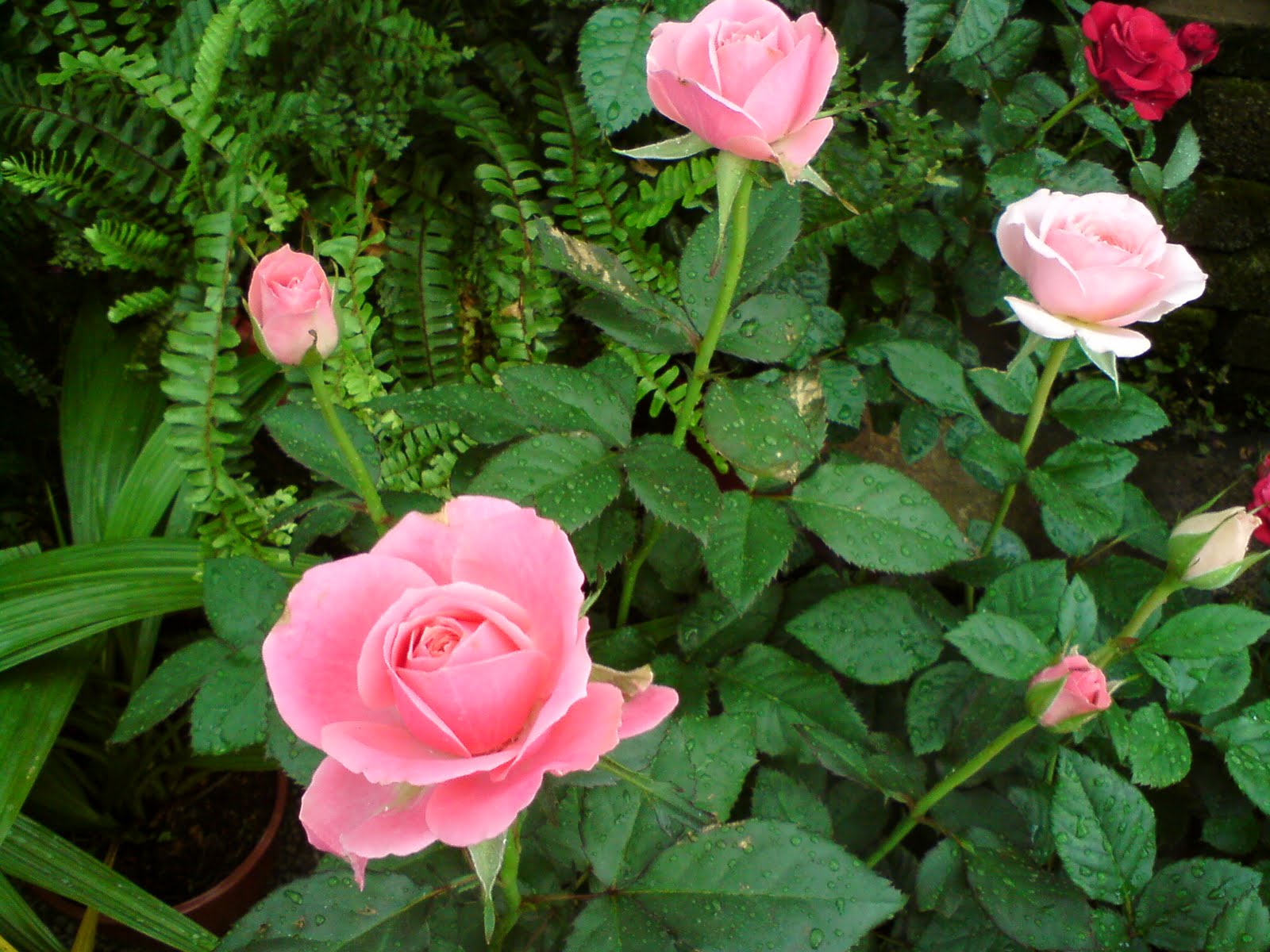 Jom Tanam Bunga: Mat Pakis Nak Balik Pakistan