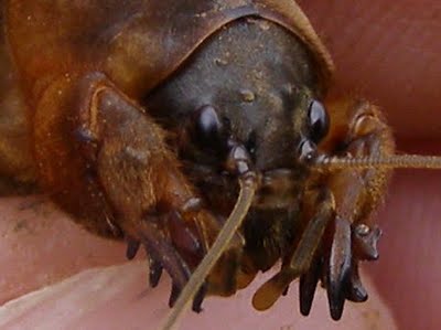 TYPES OF INSECTS : African Mole Cricket