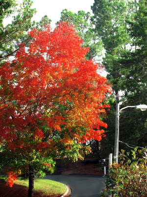 HHS Digital Photo Blog: Yesenia S - Tree