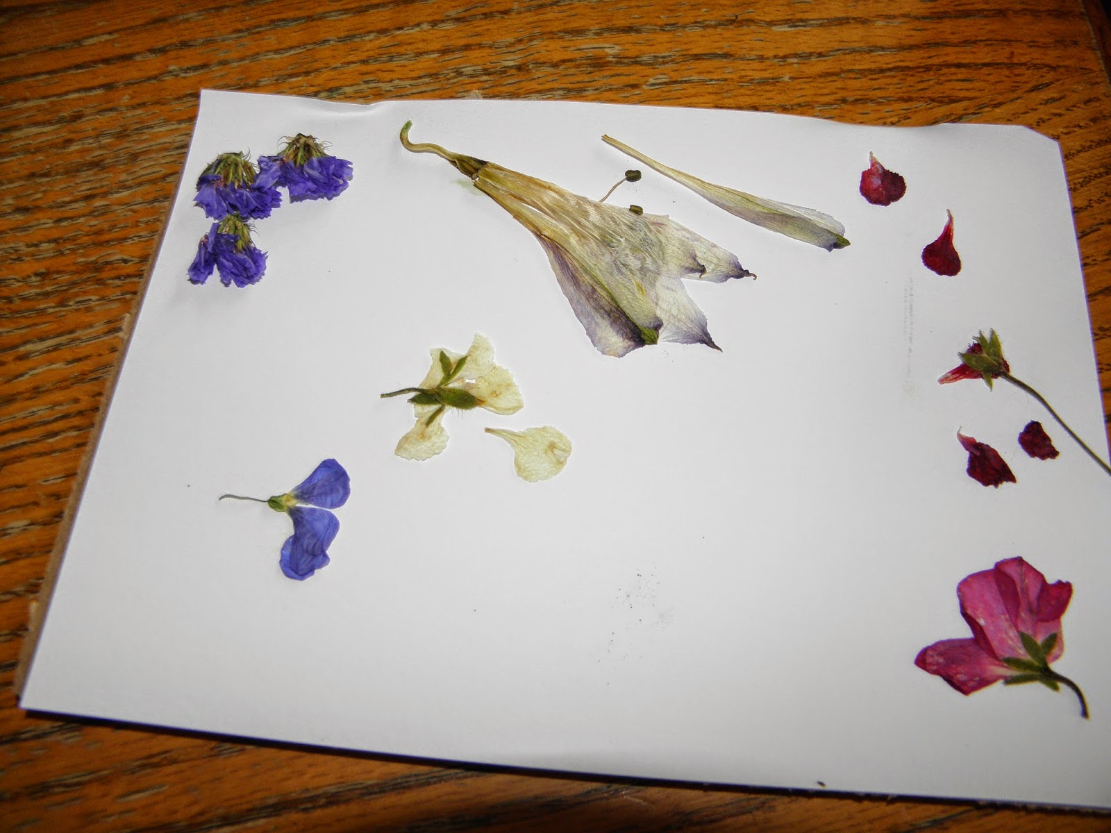 Hats and Chickadees: Science Experiments: Botany Projects