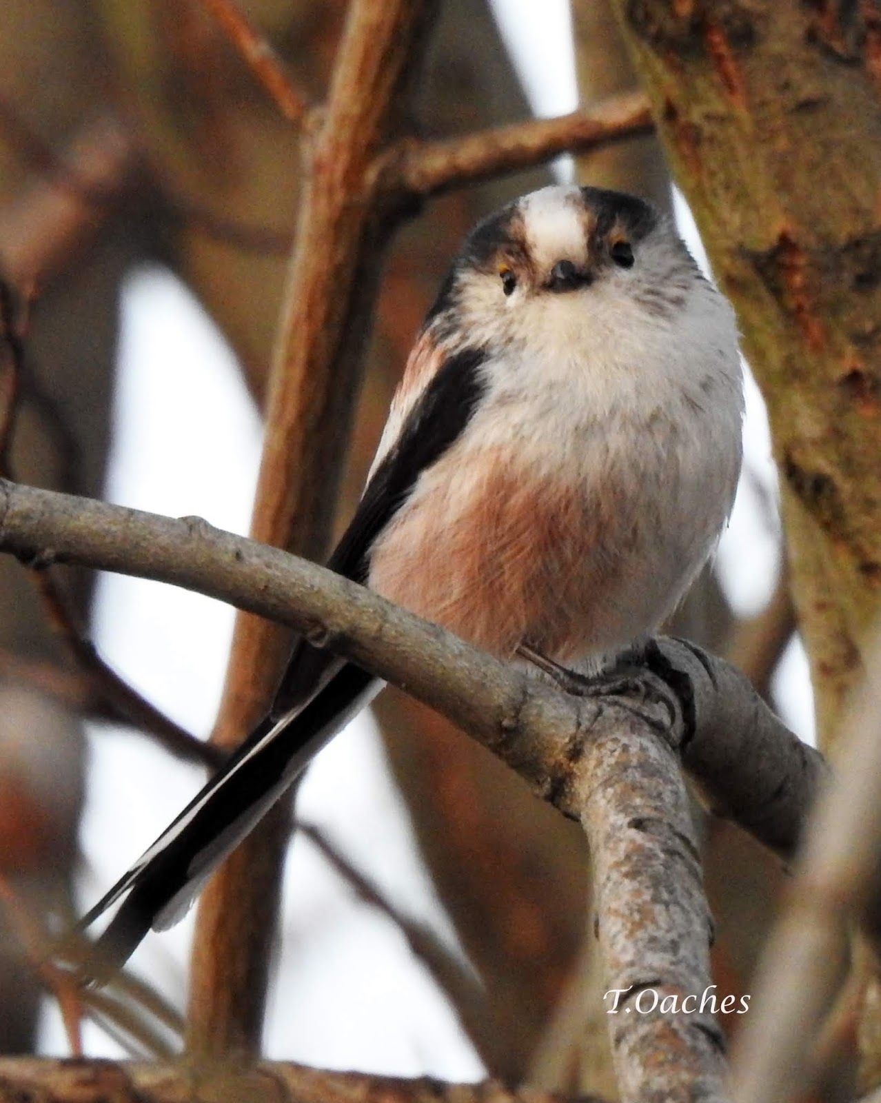 PASARI DIN ROMANIA: PITIGOI CODAT, Aegythalus caudatus