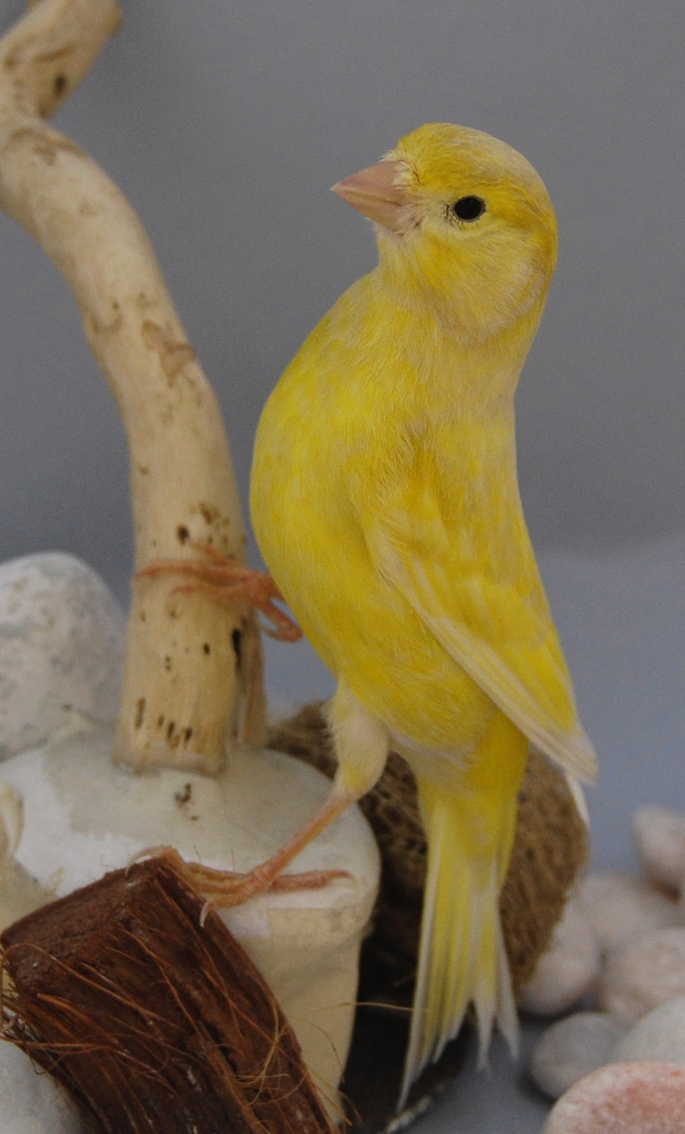 AVIARIO DE CANARIOS DE COLOR: BRUNO AMARILLO JASPE DOBLE DILUCION