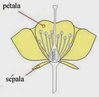 MORFOLOGIA DE FLOR: MORFOLOGIA DE FLOR