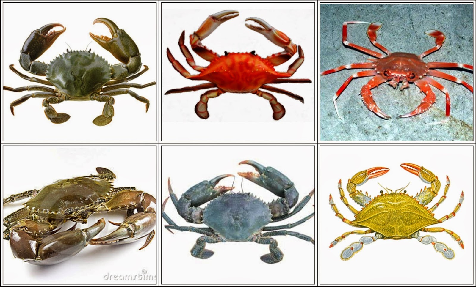 Mengenal Kepiting Dan Anatominya - Lalaukan