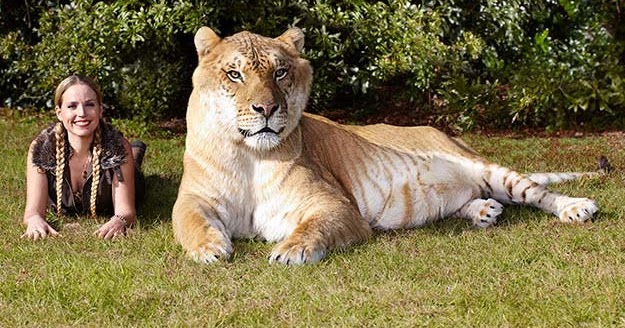 Hercules The Biggest Cat In The World - catsdogs