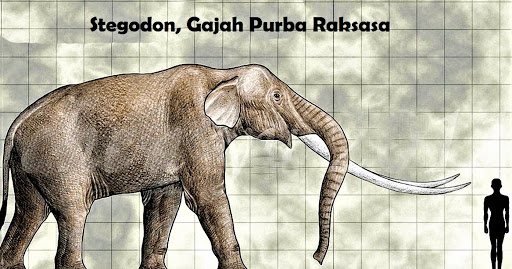 Stegodon, ‘Gajah’ Purba Raksasa ada di Purbalingga - Sang Pengkhayal