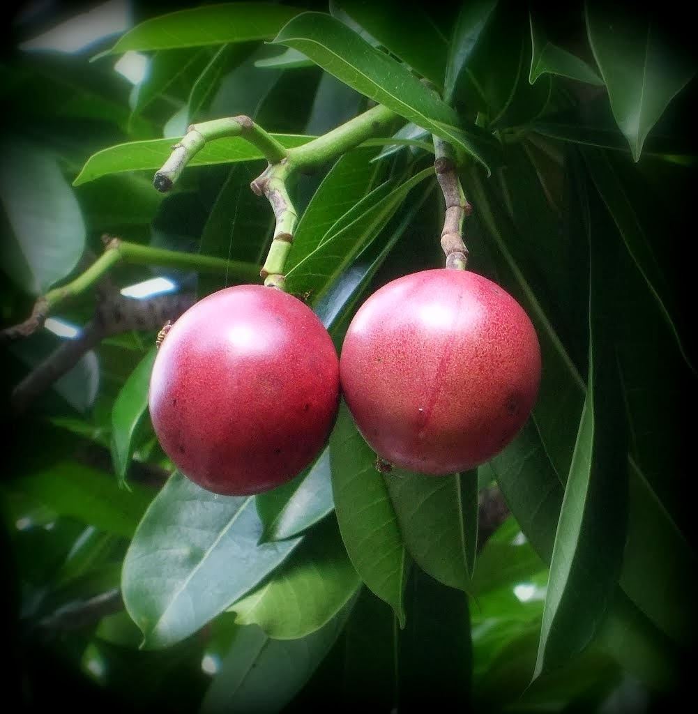 Sri Lanka Elle එල්ලේ