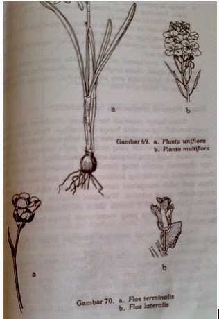 isnaanjani: MORFOLOGI BUNGA