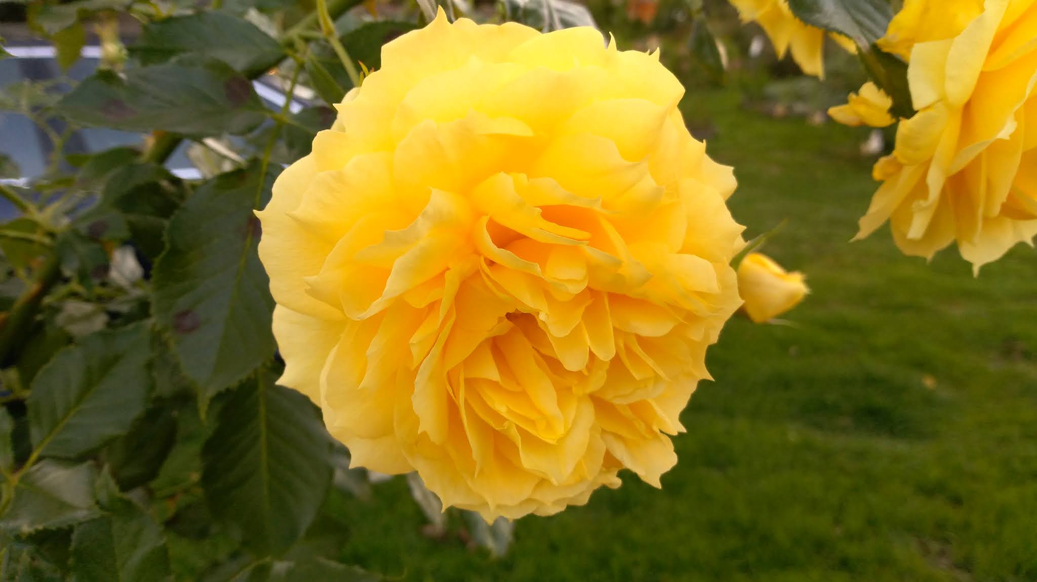 Ranczo Elma: Róża (Rosa) China Girl