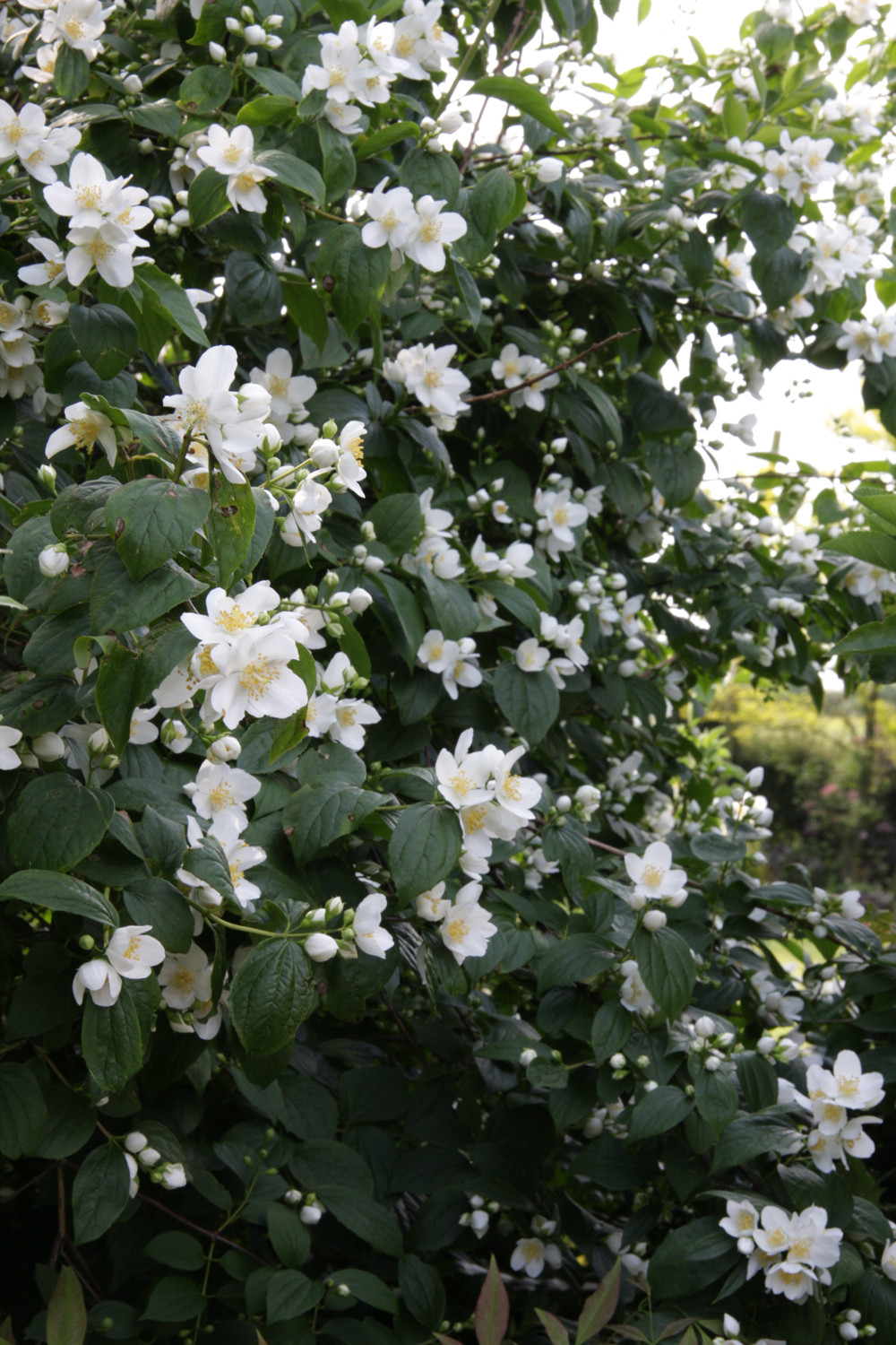Preston Bissett Nurseries and Country Shop: The Heavenly Fragrance Of ...