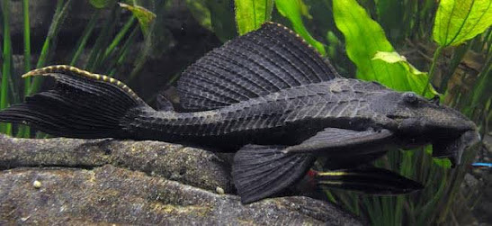 Plecostomus expert care solutions:Illnesses,Habitat and more