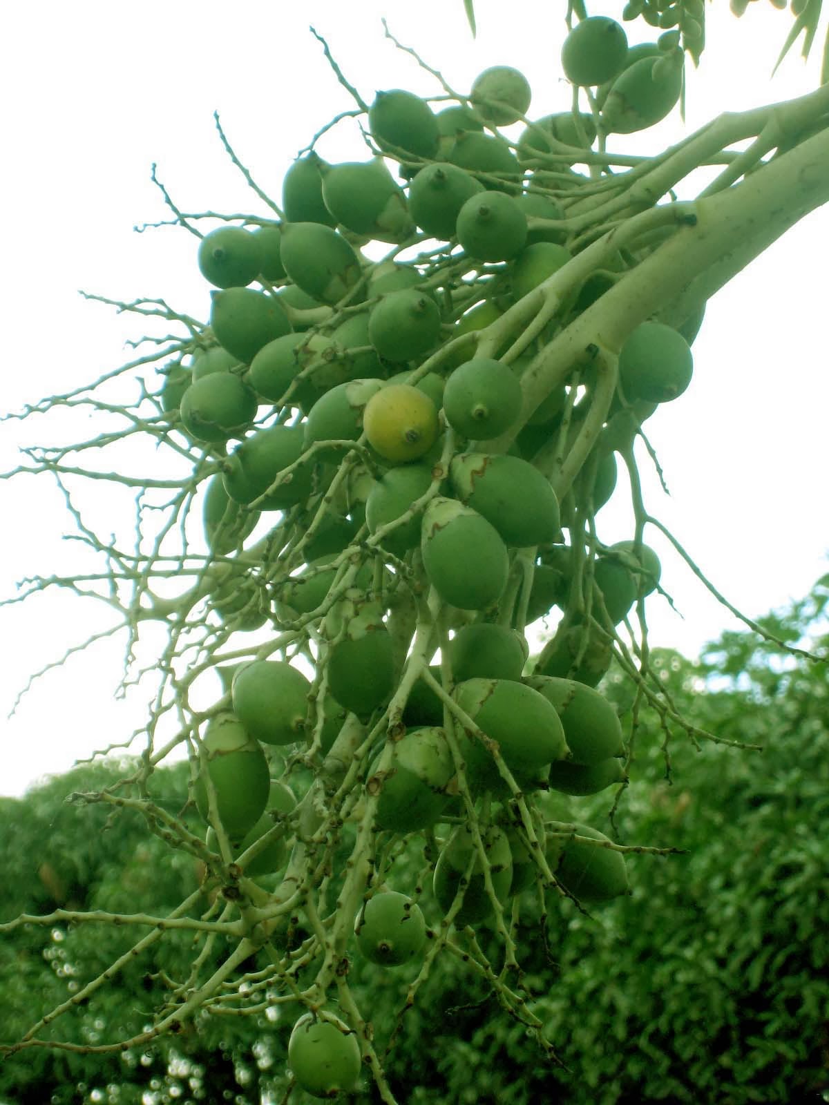 Cau ~ Dược Liệu Việt