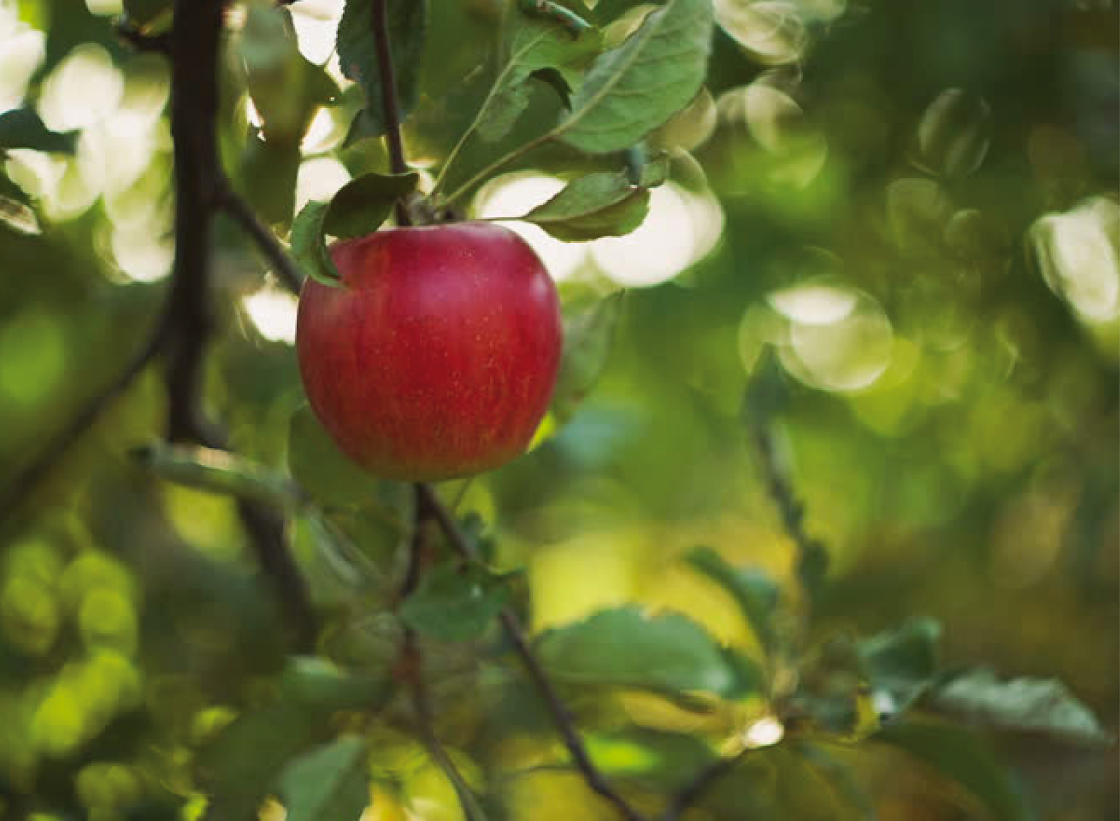 International Self-Awareness Day: Garden of Eden Revisited – Choices 1