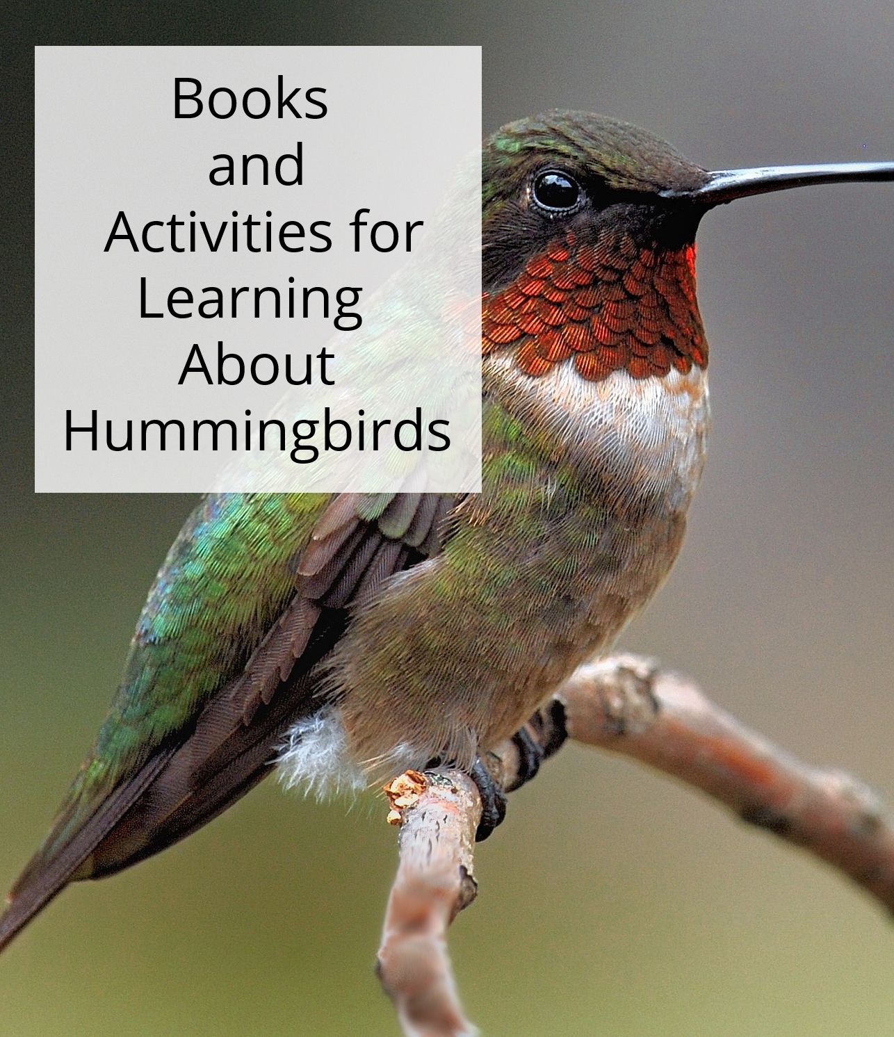 100 Days of Science #79-- Learning About Hummingbirds