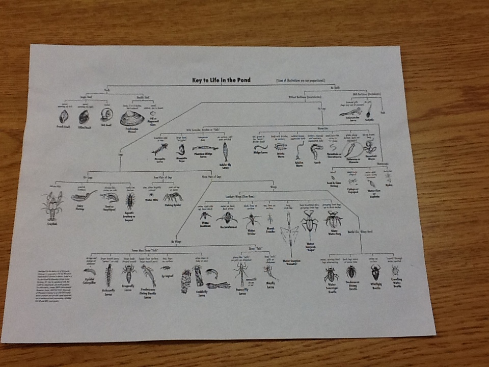 Teaching Aquatic Science: Freshwater: Dichotomous Key AKA Thinking Map